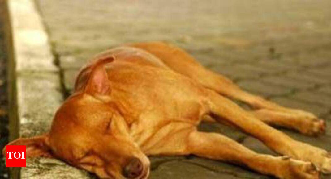 Carcass of stray dogs exhumed, autopsy conducted | Kochi News - Times ...