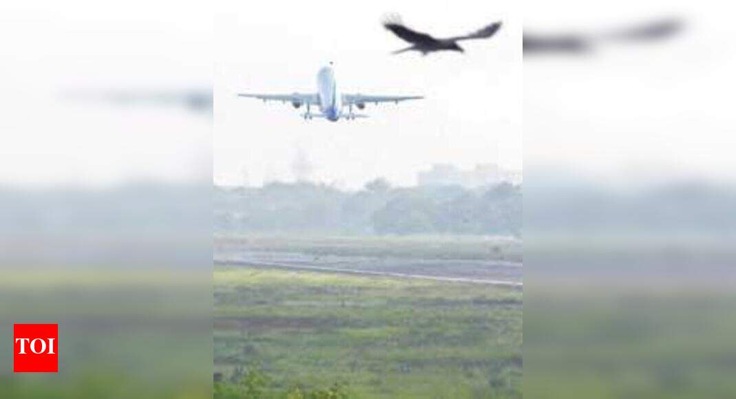 Dead bird on runway, Air India flight aborted | Delhi News - Times of India