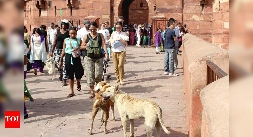 Agra reports 50k cases of monkey and dog attack in last 8 months | Agra ...