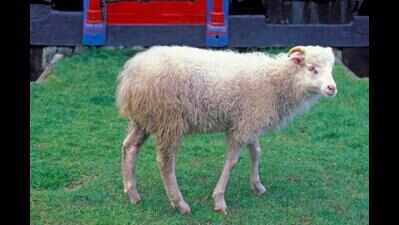Beware of unhealthy sheep! | Hyderabad News - Times of India