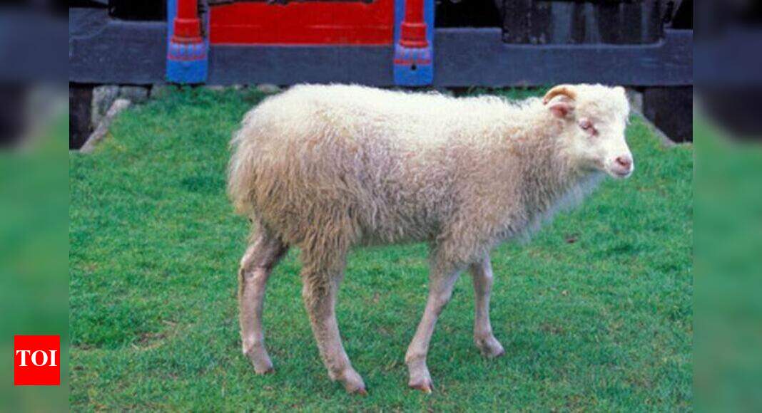 Beware of unhealthy sheep! | Hyderabad News - Times of India