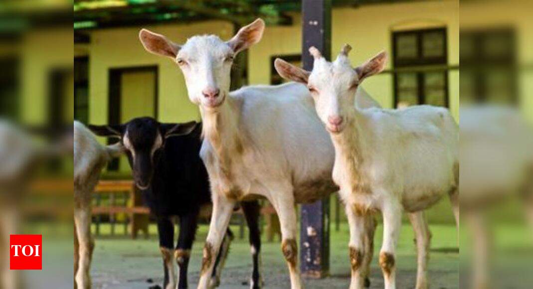 Superstar goats a smash hit before Eid-ul-Adha | Ranchi News - Times of ...