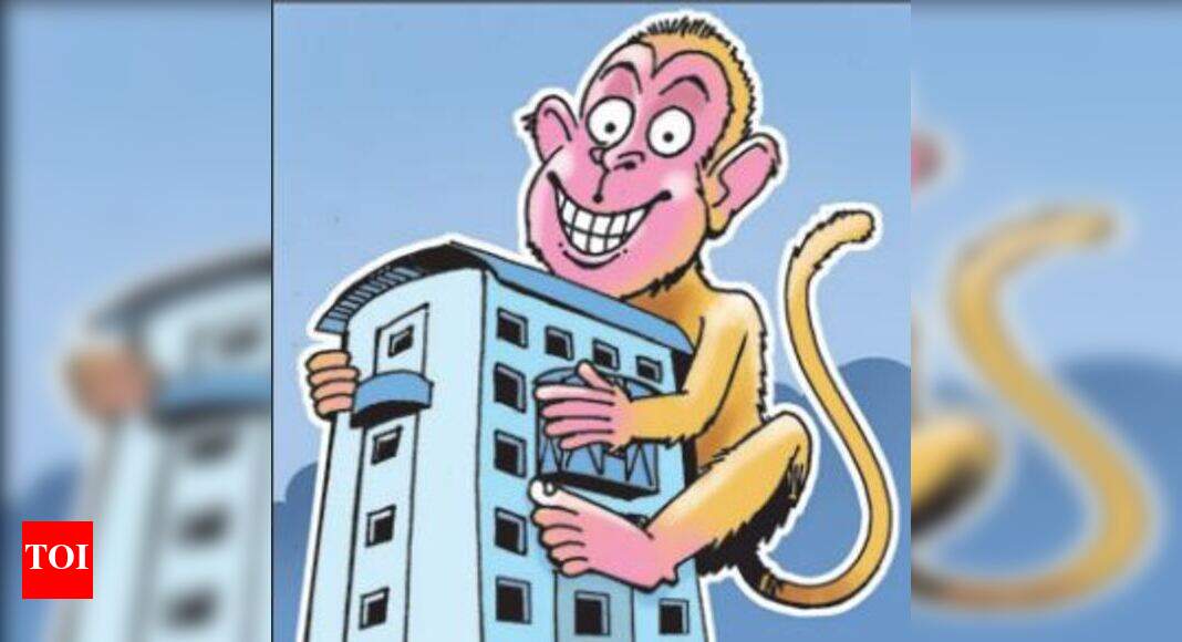 Ape-ing IITians: Monkeys run riot on campus, occupy student beds ...