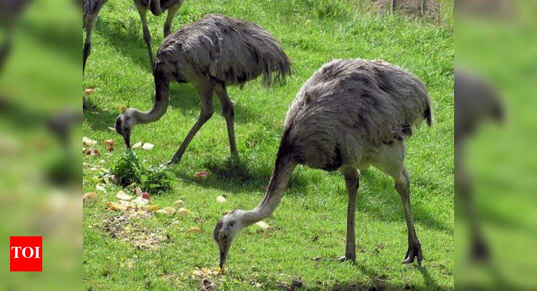 Rhea: Rhea, hog deer new attractions at Vandalur | Chennai News - Times ...