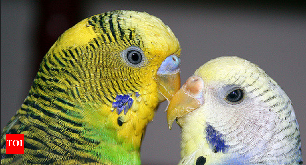 Drive launched to rescue parakeets | Coimbatore News - Times of India