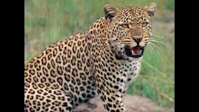Maneater: Maneater leopard shot off Dehradun | Dehradun News - Times of ...