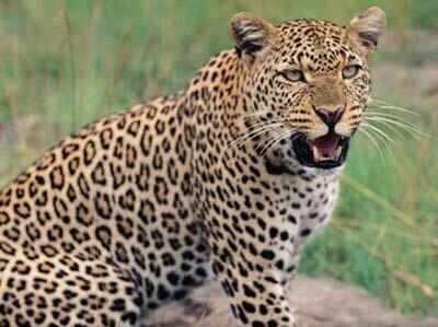 Maneater leopard shot off Dehradun | Dehradun News - Times of India