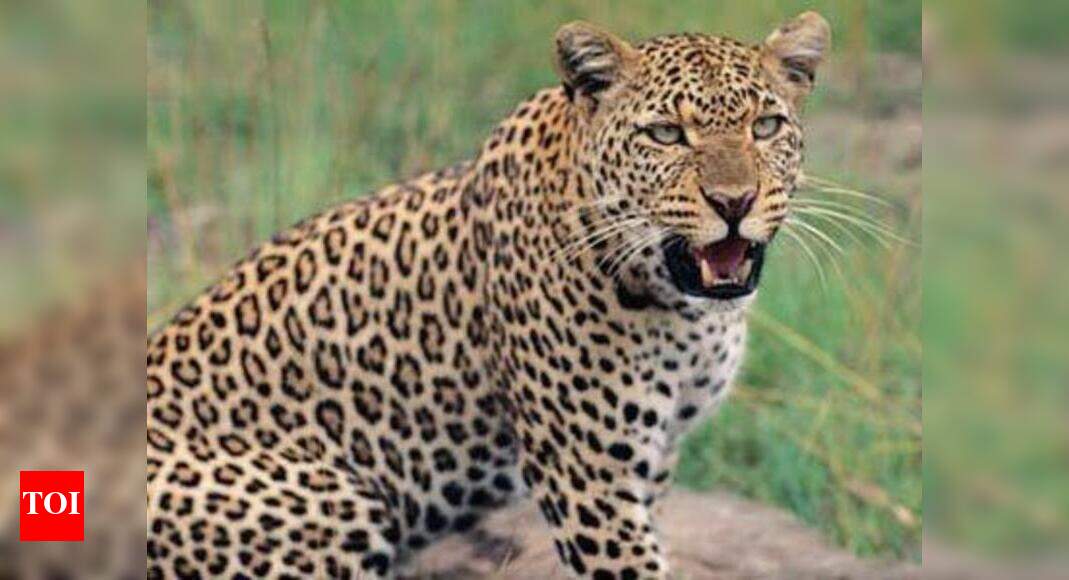 Maneater: Maneater leopard shot off Dehradun | Dehradun News - Times of ...
