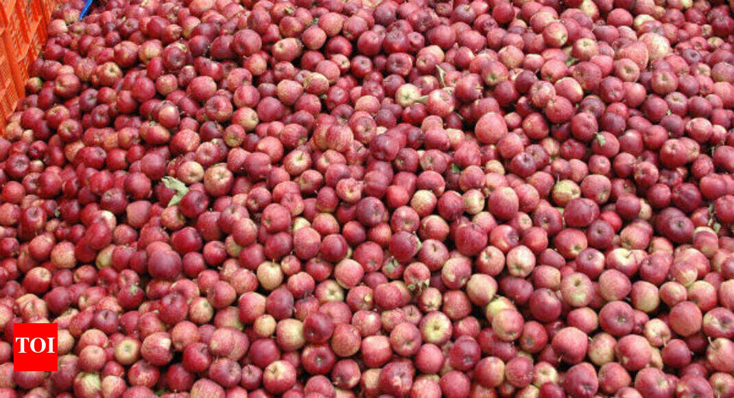60% of Indian apple orchards produce inferior fruit | India News ...