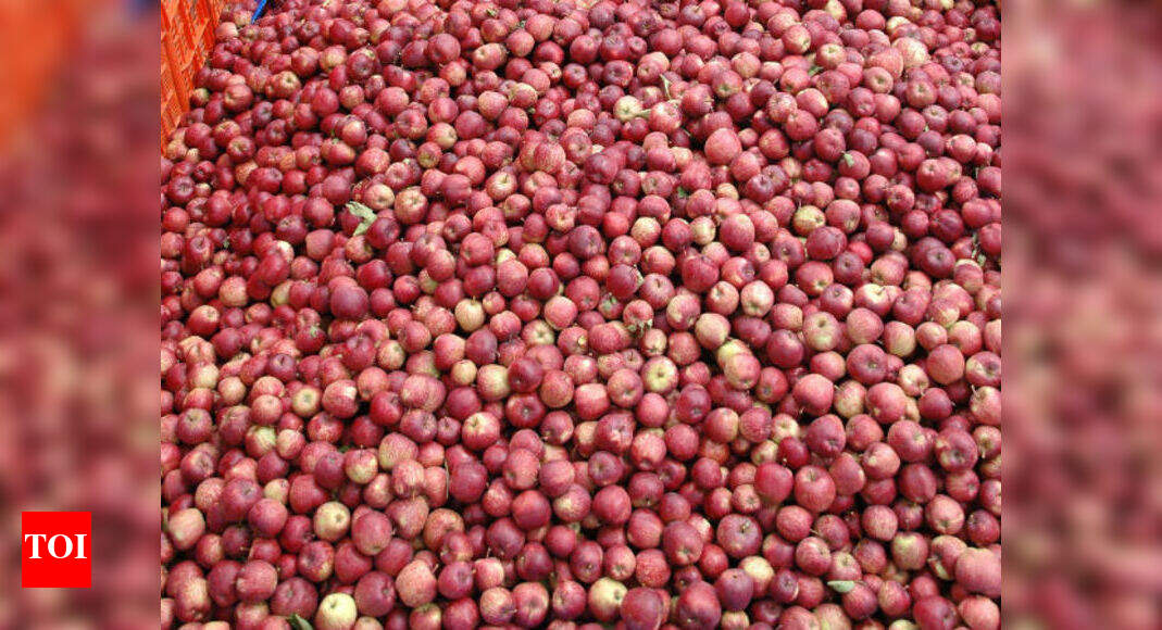 60% of Indian apple orchards produce inferior fruit | India News ...