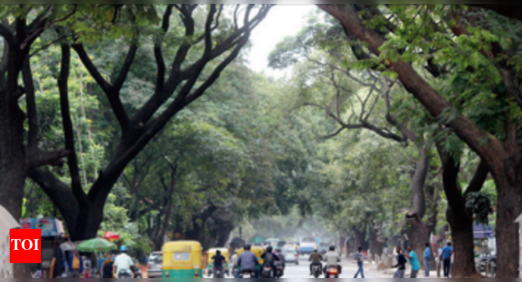 Nrupathunga Road will be stripped of 18 trees for TenderSURE work ...