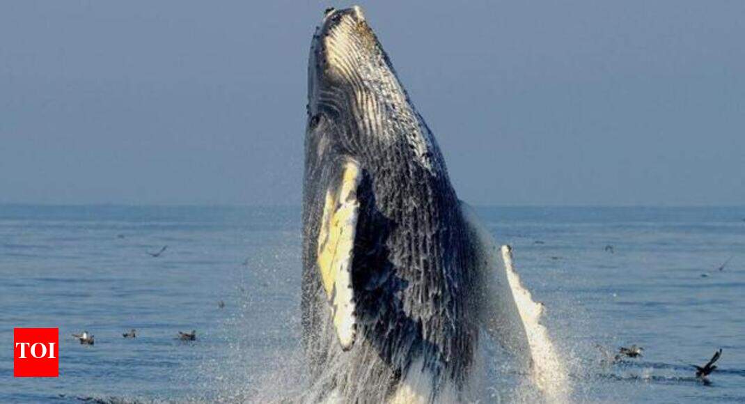 Large marine animals at higher risk of extinction: Study - Times of India
