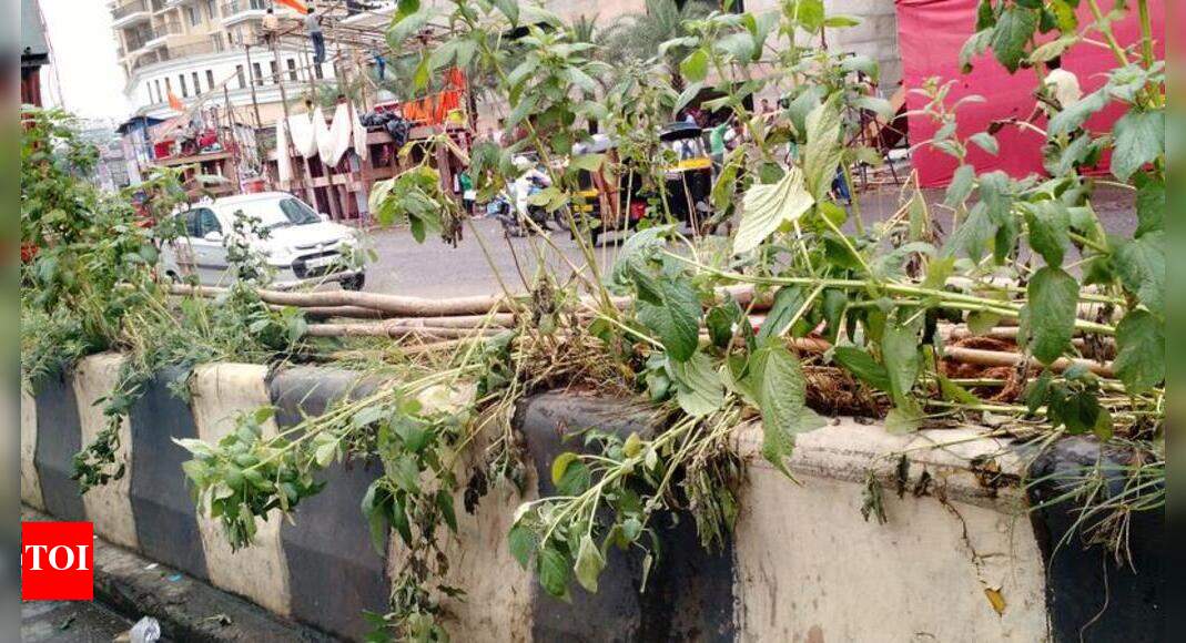 Planting destruction - Times of India