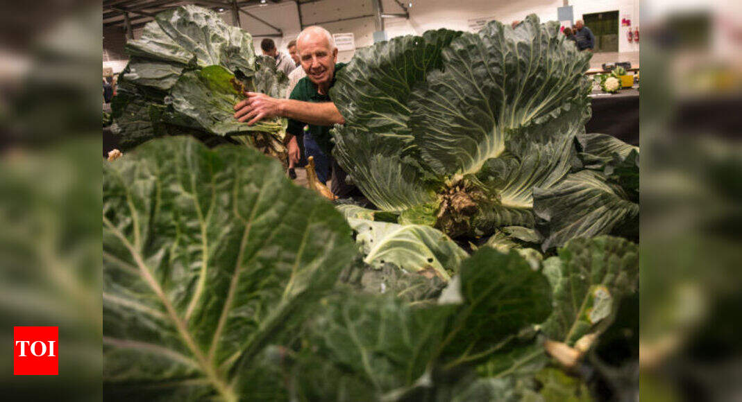British man grows world's heaviest red cabbage - Times of India