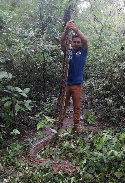 12-footer python drops goat to save self from angry villagers | Navi ...