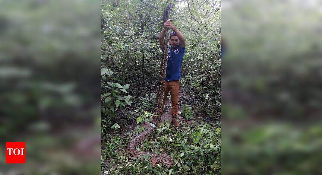 12-footer python drops goat to save self from angry villagers | Navi ...