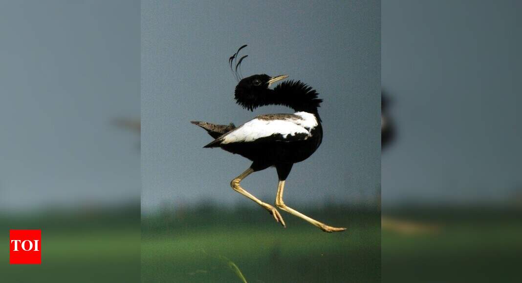 Lesser Florican: Bird vs Man: A ‘lesser’ story | Indore News - Times of ...