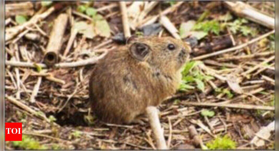 Sikkim: Bengaluru researchers discover rat-like mammal species in ...