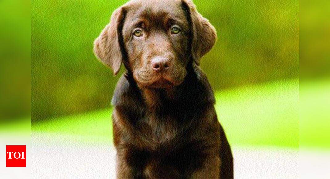 Dabra cops' on toes: Search MLA's missing dog! | Bhopal News - Times of ...