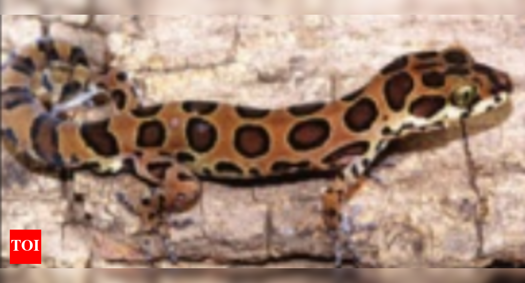 Kolhapur: New gecko species named after Kolhapur scientist | Kolhapur ...