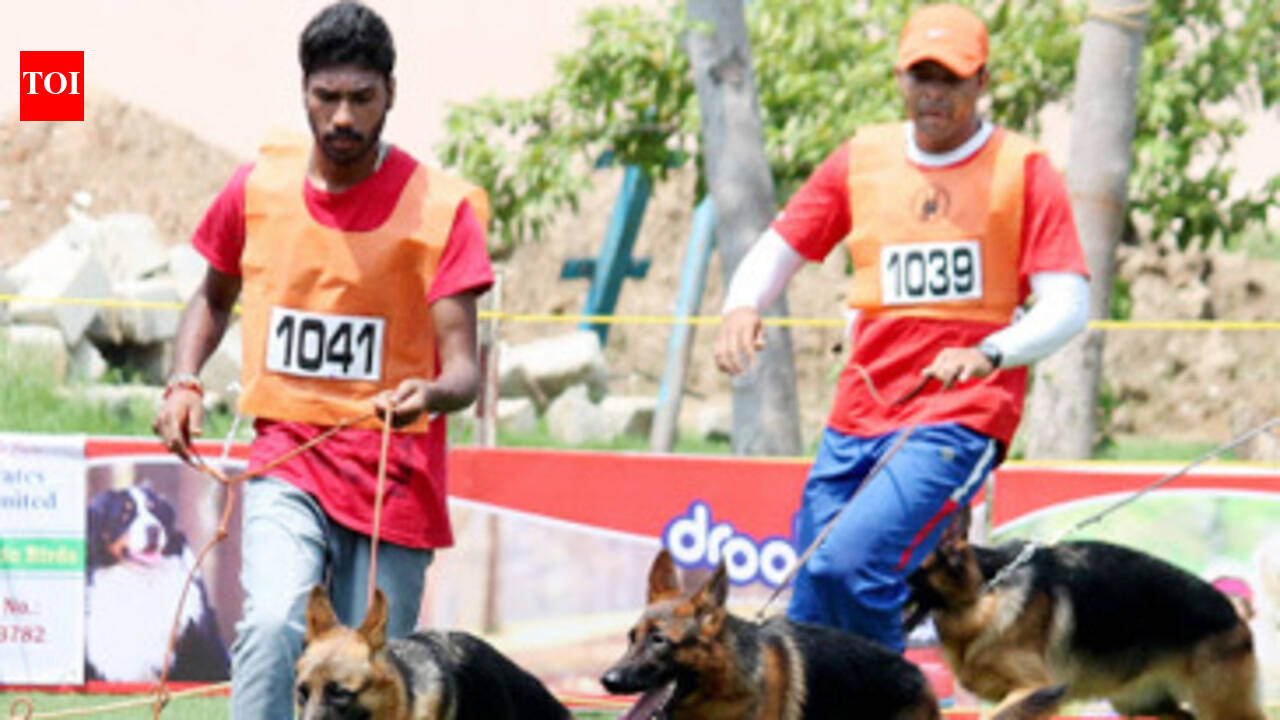 Watch: Canines put their best paw forward at the Chennai Dog Show