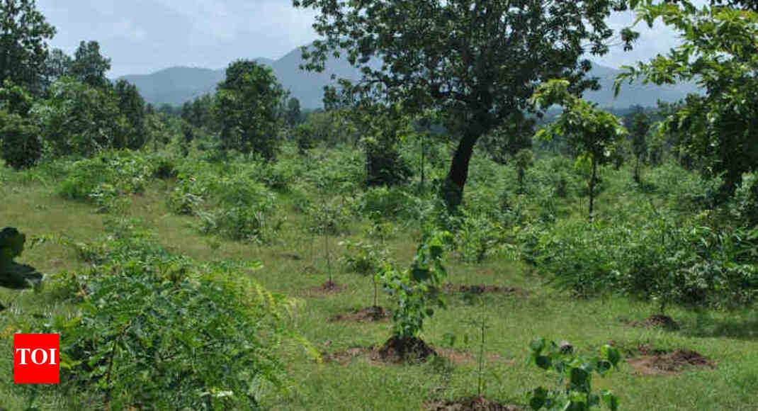 Odisha forest: How Odisha is cutting old forests for new - Times of India