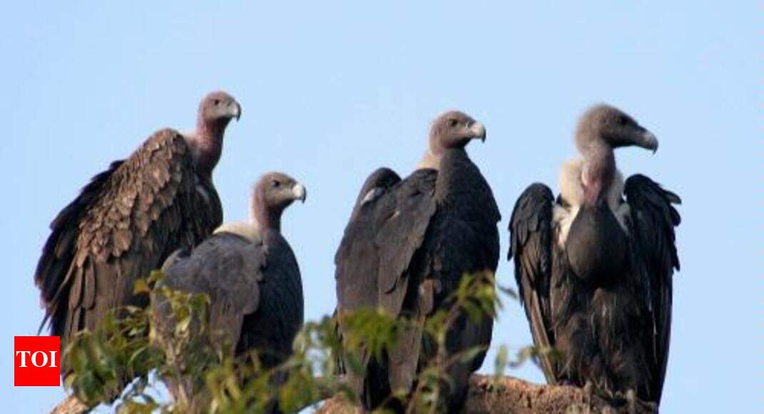 Vulture population in Gujarat estimated at 999 | Ahmedabad News - Times ...
