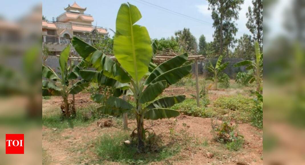 Bihar: 17 crore trees planted to increase green cover in Bihar - Times ...