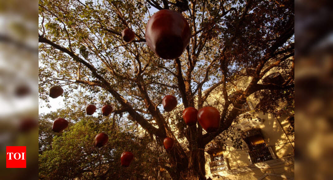 Home to apple trees, Bengaluru had a fruity past 50 years ago ...