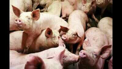 NE gets two new varieties of pig | Guwahati News - Times of India
