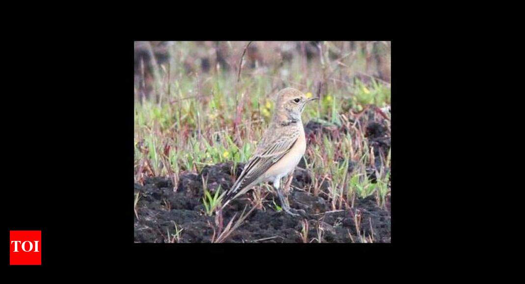 Rare migratory bird spotted in Kannur | Kochi News - Times of India