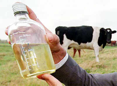 Cow pee for your hair and face - The Times of India