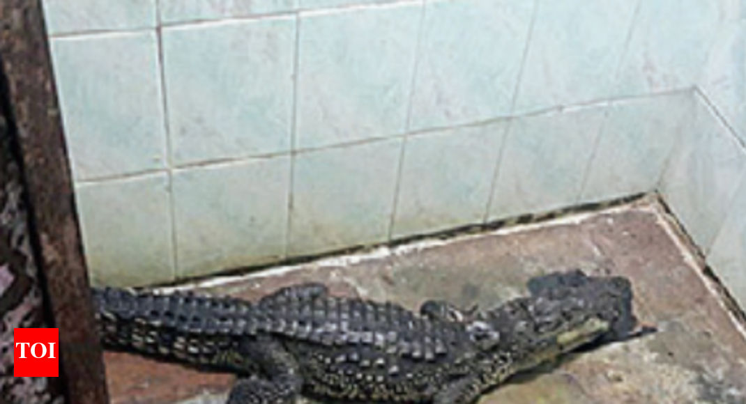 Crocodile: Crocodile rescued from bathroom in Vadodara | Vadodara News ...