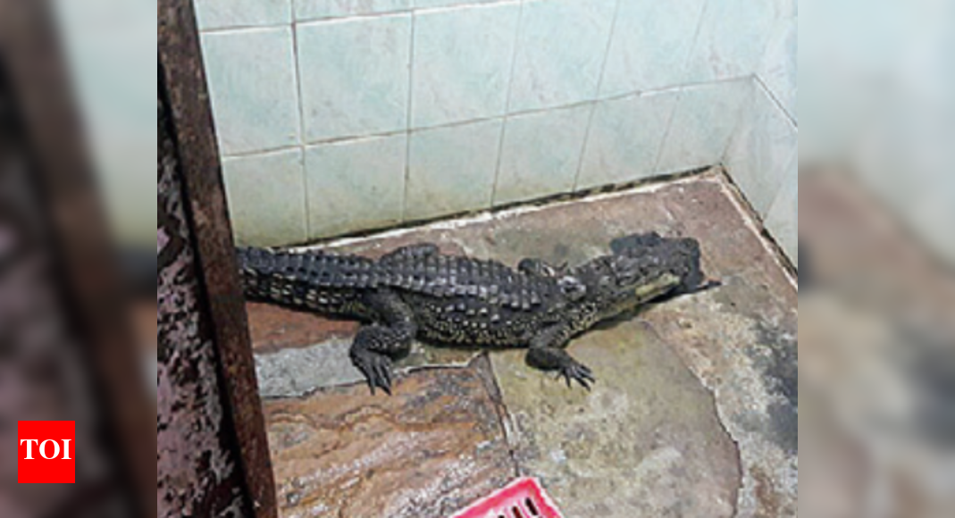 Crocodile: Crocodile rescued from bathroom in Vadodara | Vadodara News ...