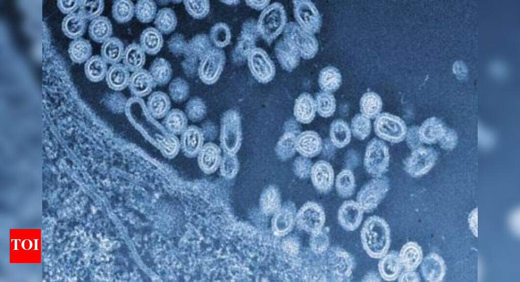 Not dengue, but vicious virus strain hits Bhopal | Bhopal News - Times ...