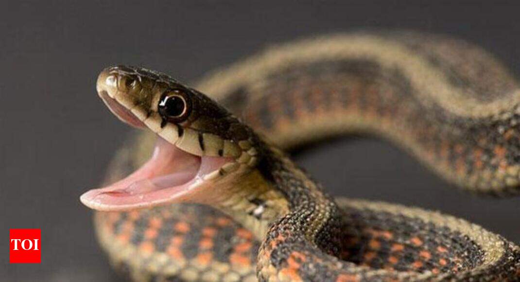 Boy dies of snakebite in Tamil Nadu | Chennai News - Times of India