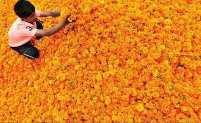 Raibag: Organic marigolds from Raibag go global | Hubballi News - Times ...