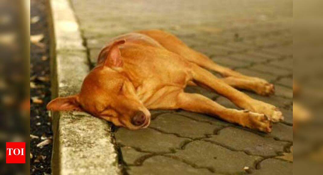 `People are culling dogs' | Kochi News - Times of India