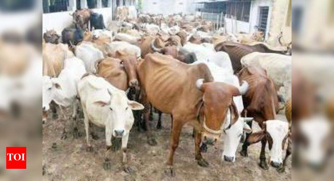 Goa Dairy: Goa Dairy introduces protein-rich cattle feed | Goa News ...