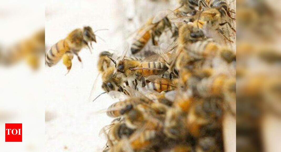 43 injured in bee attack | Raipur News - Times of India