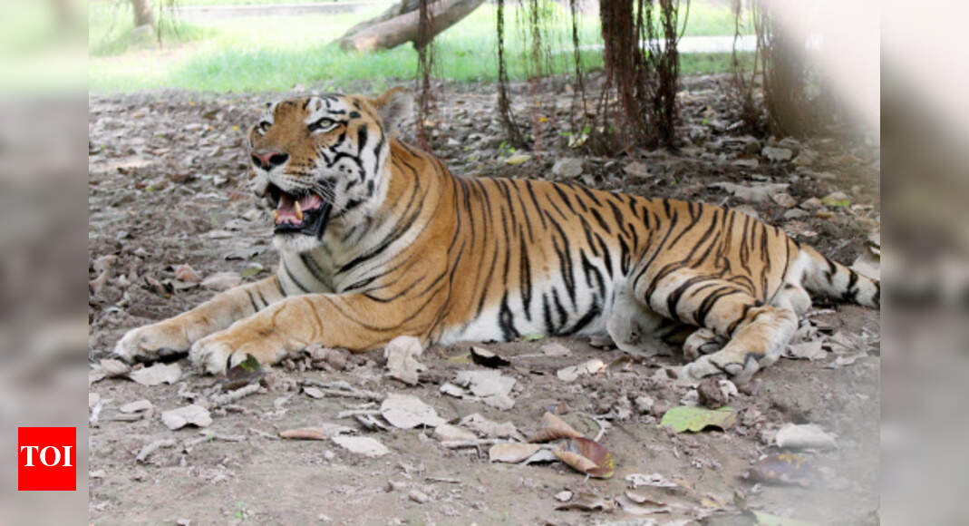 'Reconsider information on Chendru's affinity with the wild' | Raipur ...