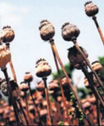 New policy gives big boost to opium cultivators in Rajasthan | Jaipur ...