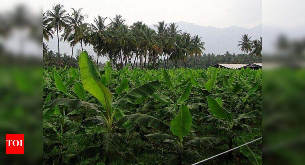 Goa launches scheme to boost organic farming in the state | Goa News ...