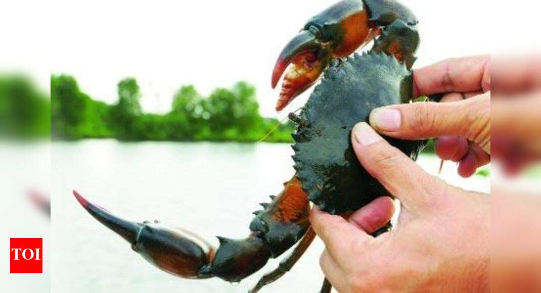 Old Goa: Crab farming demo unit at Old Goa soon | Goa News - Times of India
