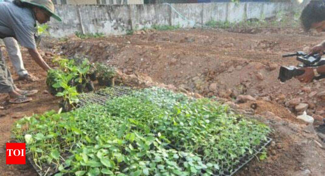 Government launches organic farming scheme | Goa News - Times of India