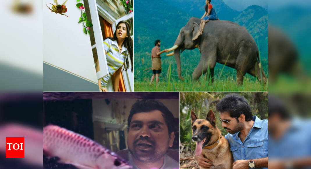 When an animal is the hero of the film | Tamil Movie News - Times of India