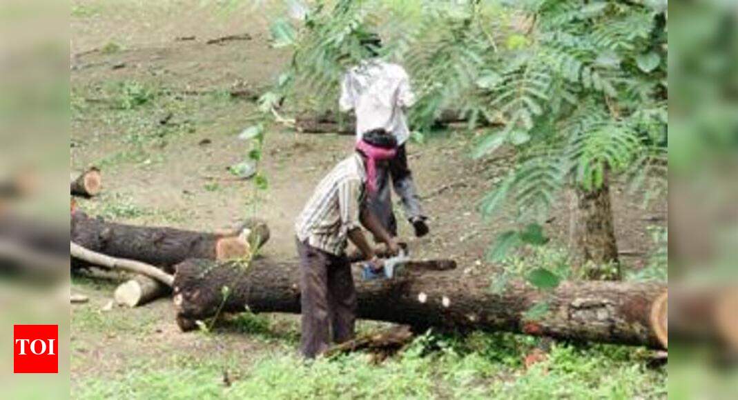 1.51 lakh trees to go if Human dam is built | Nagpur News - Times of India
