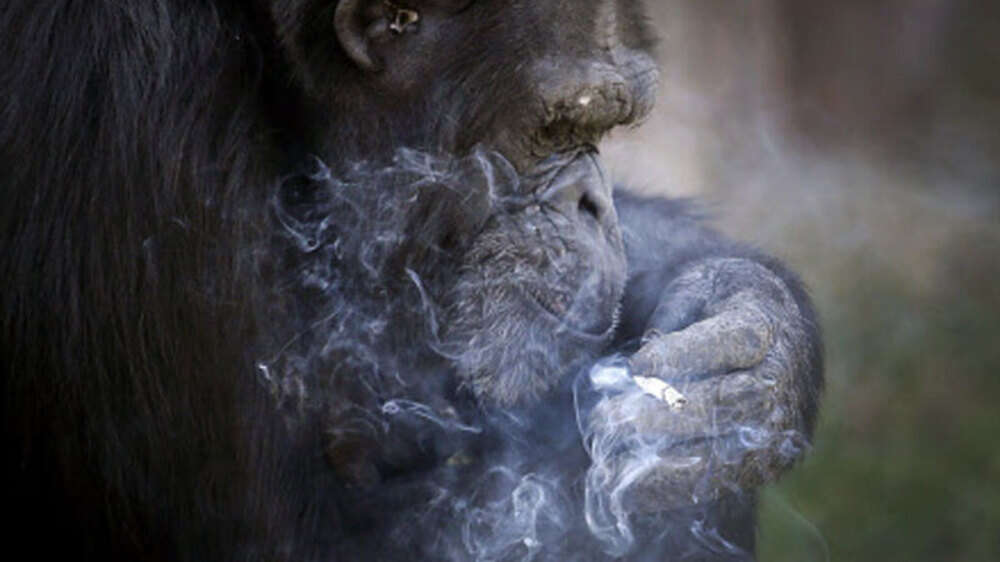 Meet Azalea — North Korea's smoking chimp | The Times of India