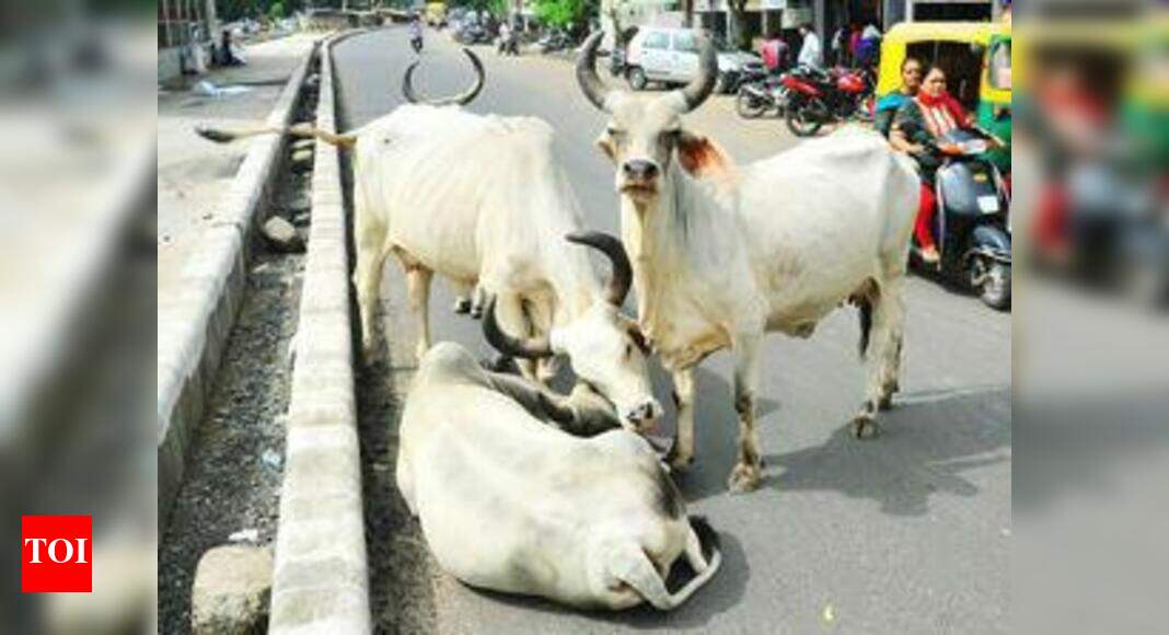 One in 6 booked for cow crimes is Hindu | Chandigarh News - Times of India