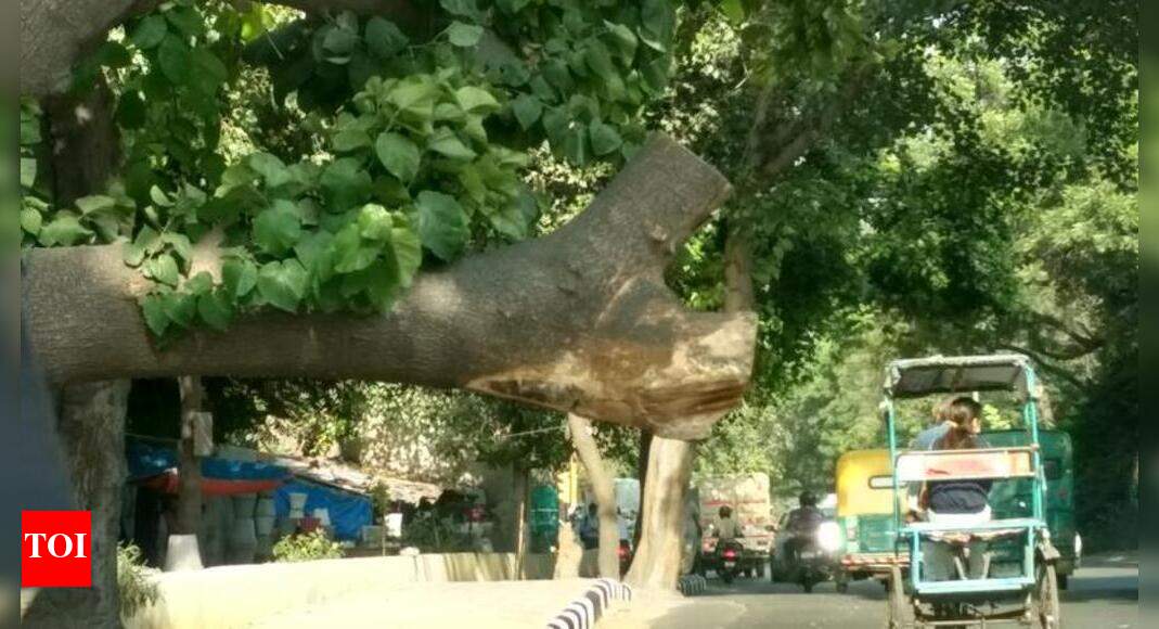 Protruding tree branch causes accidents - Times of India